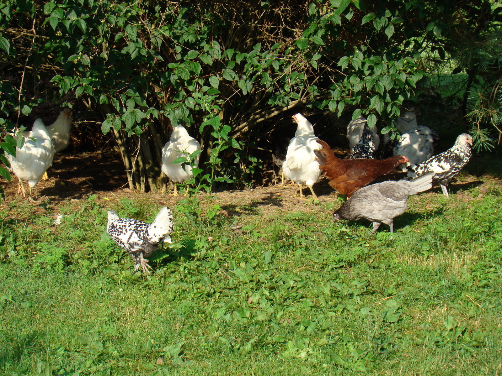 Hens foraging 2 – SOUL FIRE FARM