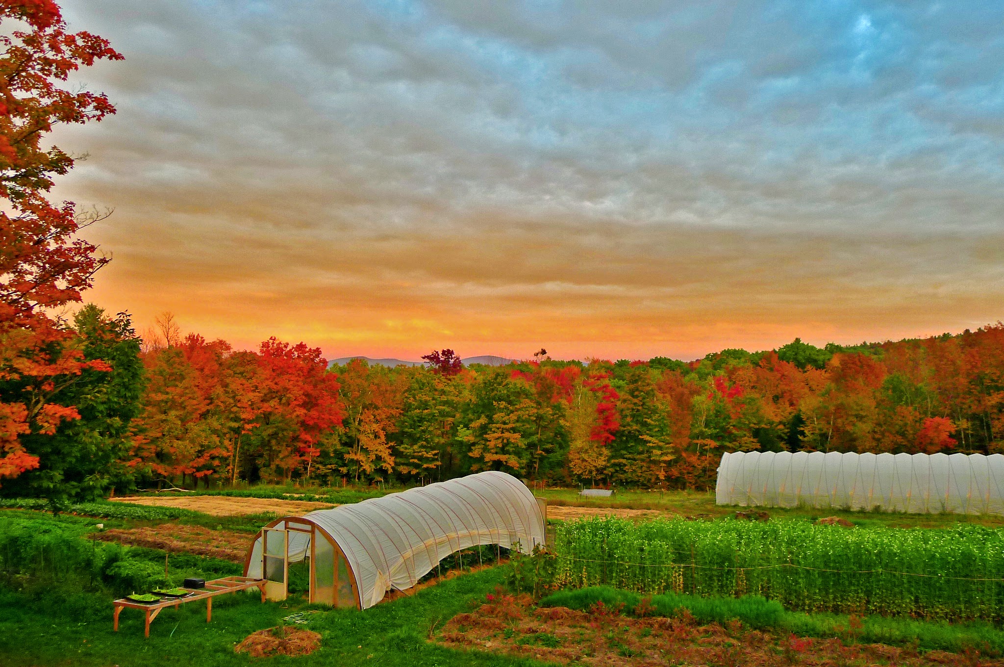 Best Of SFF Header – SOUL FIRE FARM